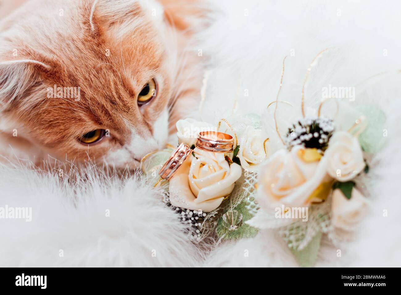 two wedding rings in colours with the cat Stock Photo - Alamy