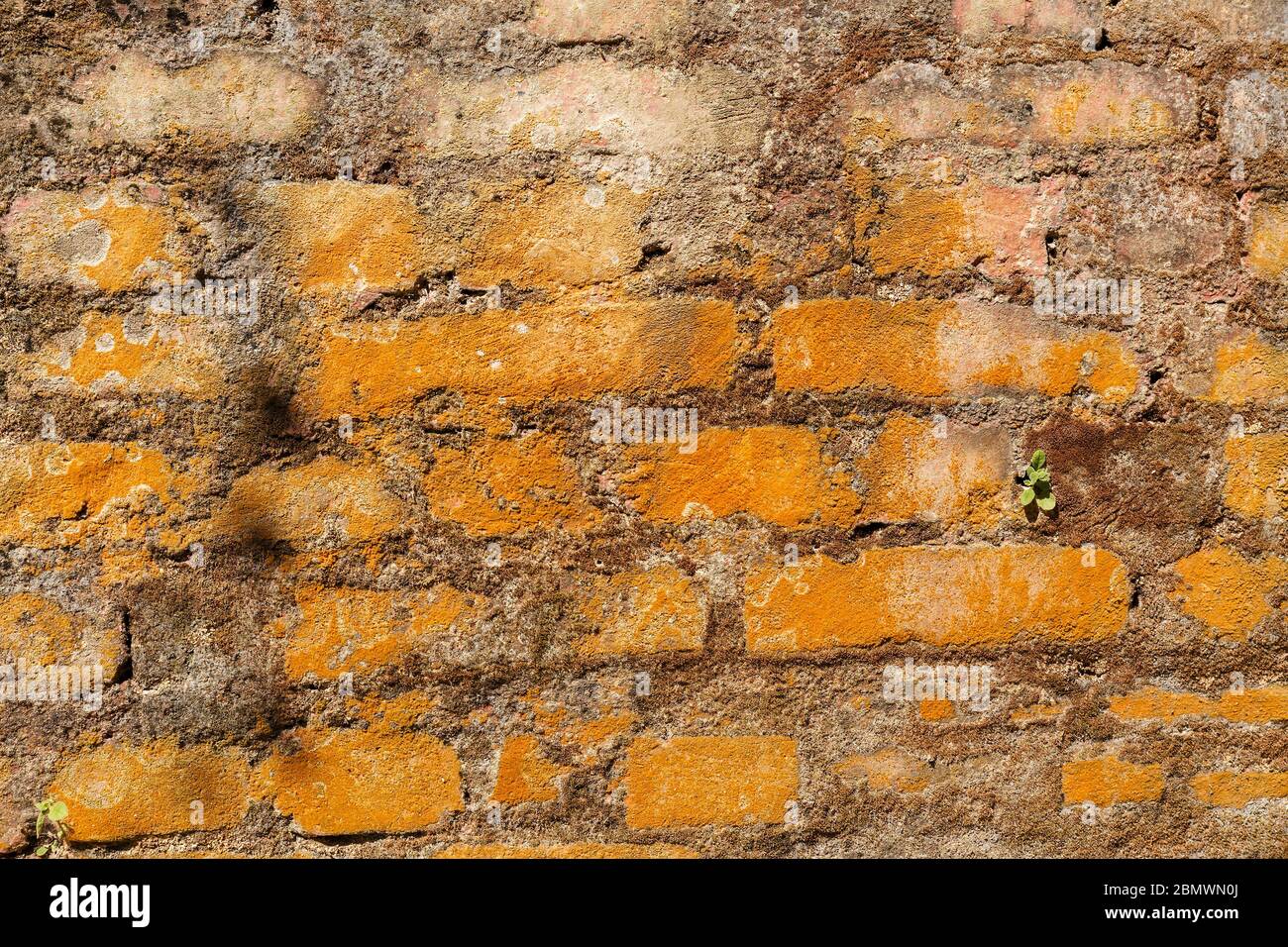 old brick wall overgrown with moss, texture and background Stock Photo ...