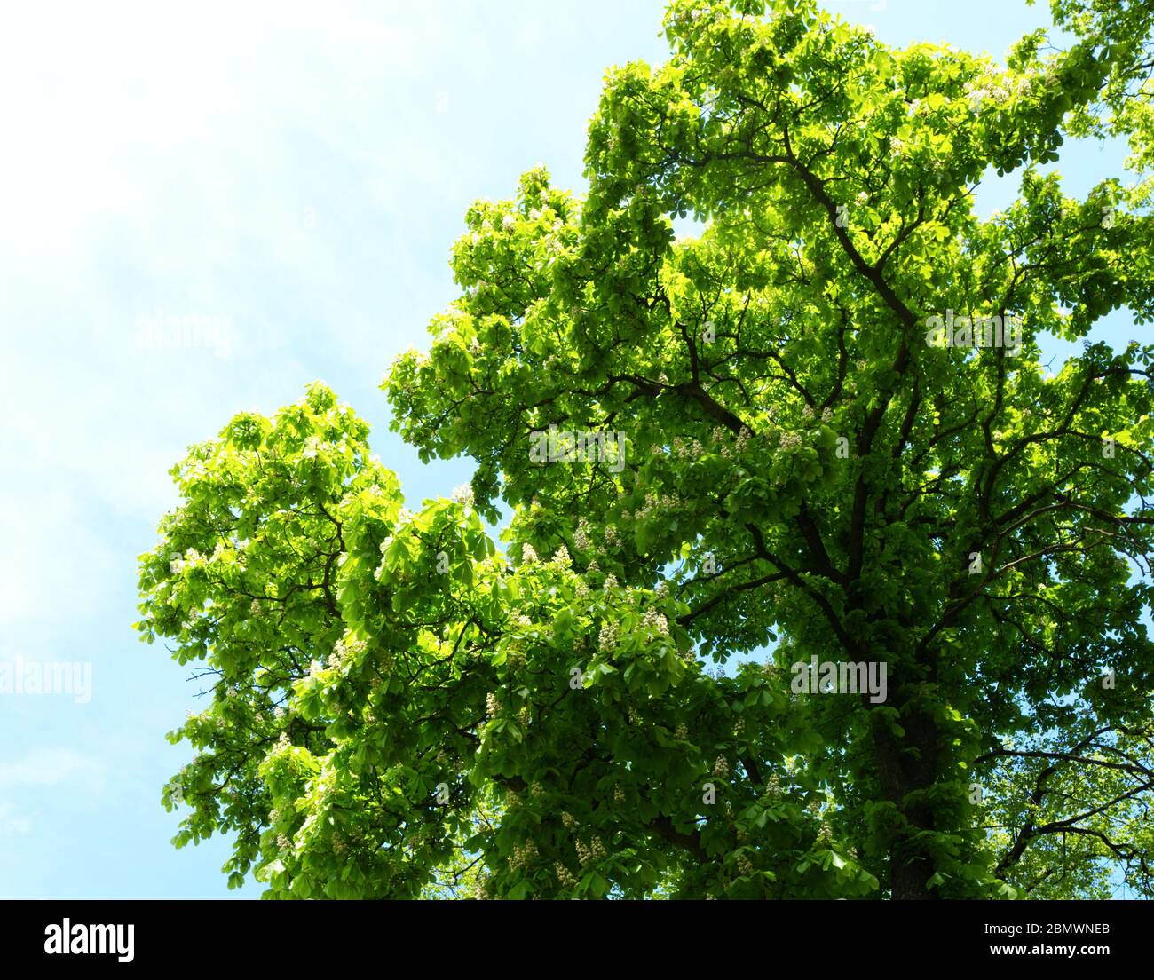 In May, the common chestnut tree (Aesculus hippocastanum L.) blooms in ...