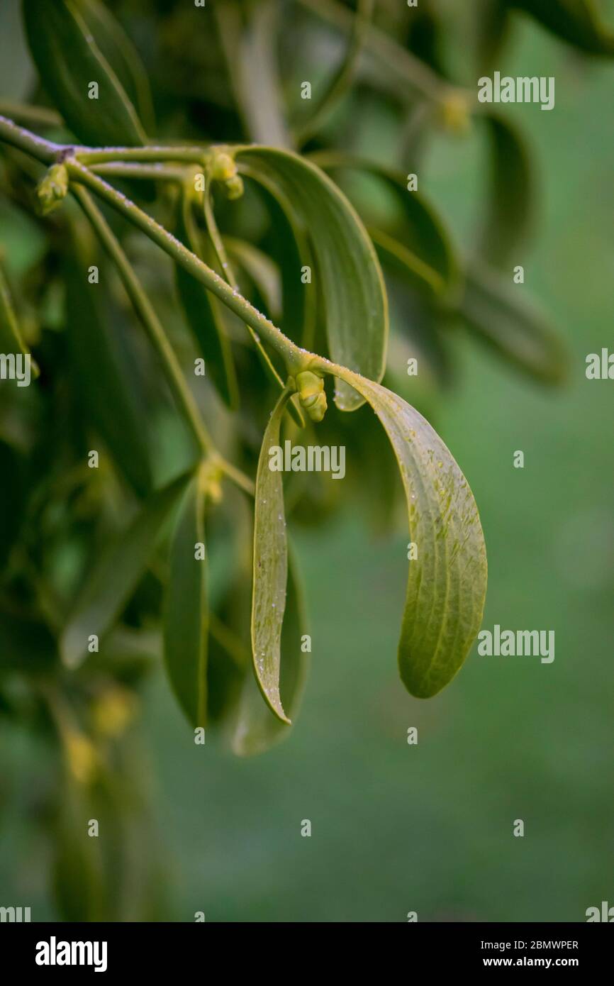 mistletoe leaves, Christmas plants Stock Photo - Alamy