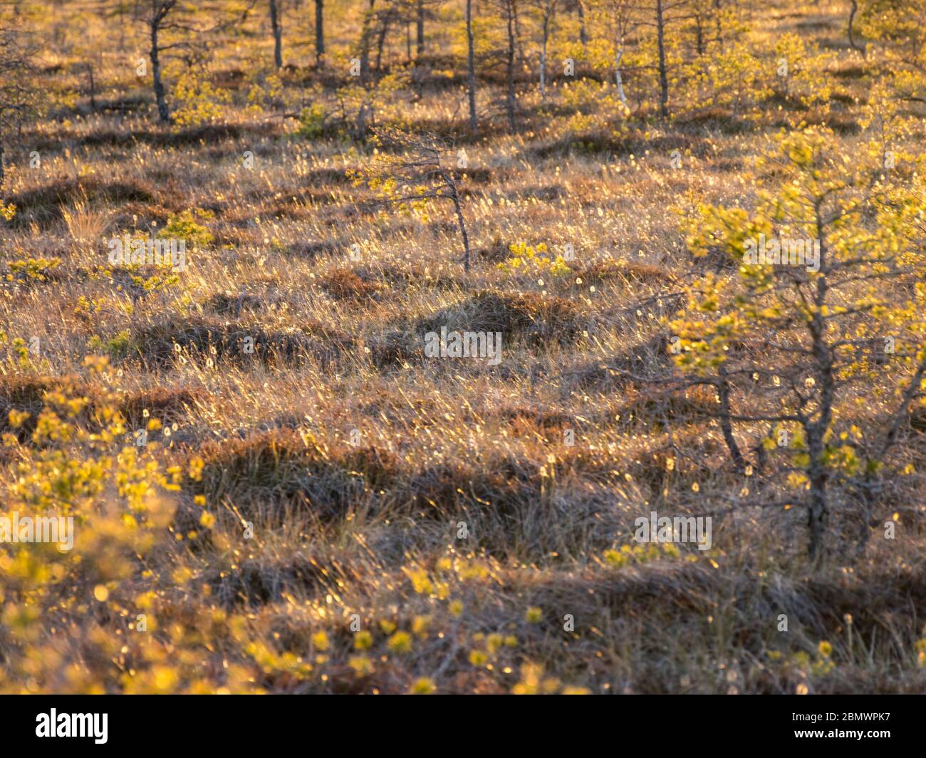 wild swamp image with bog vegetation, background image Madiesenu bog ...