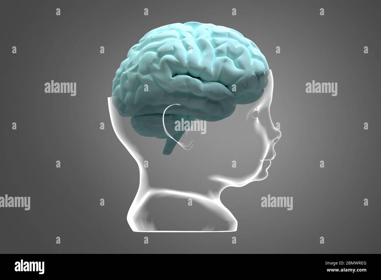 Model of the child's head and brain. Conceptual 3d illustration that ...