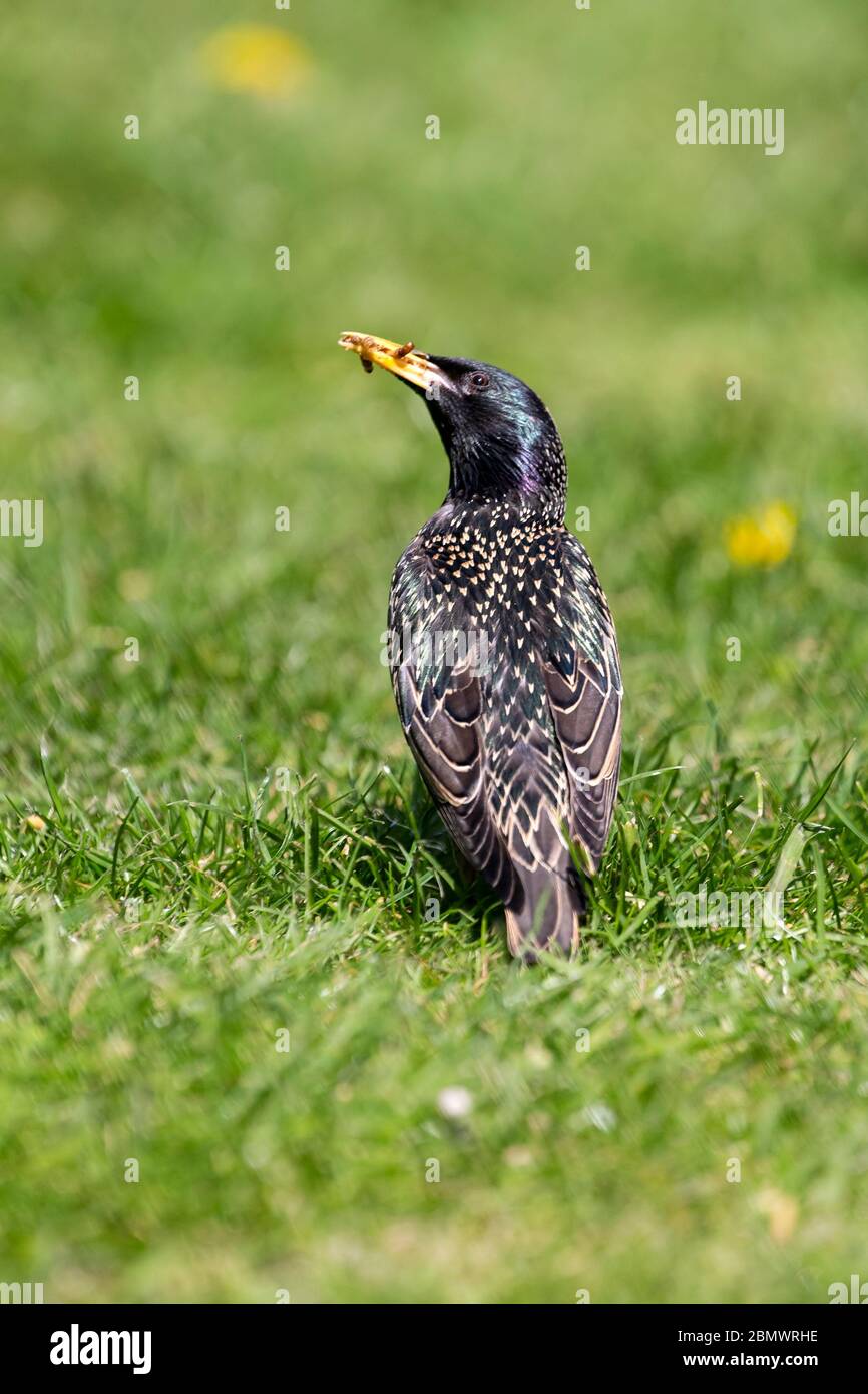 Starling eating mealworms hi-res stock photography and images - Alamy