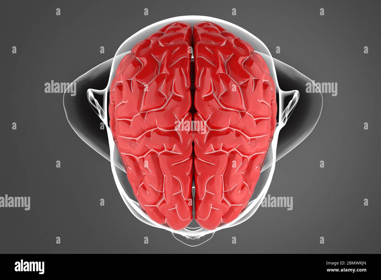 Brain Front Silhouette