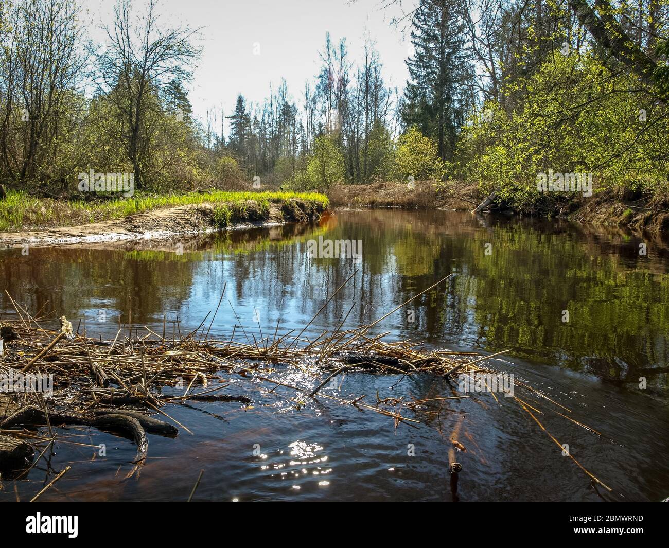 landscape with a small wild river bank, the first spring greenery, last ...
