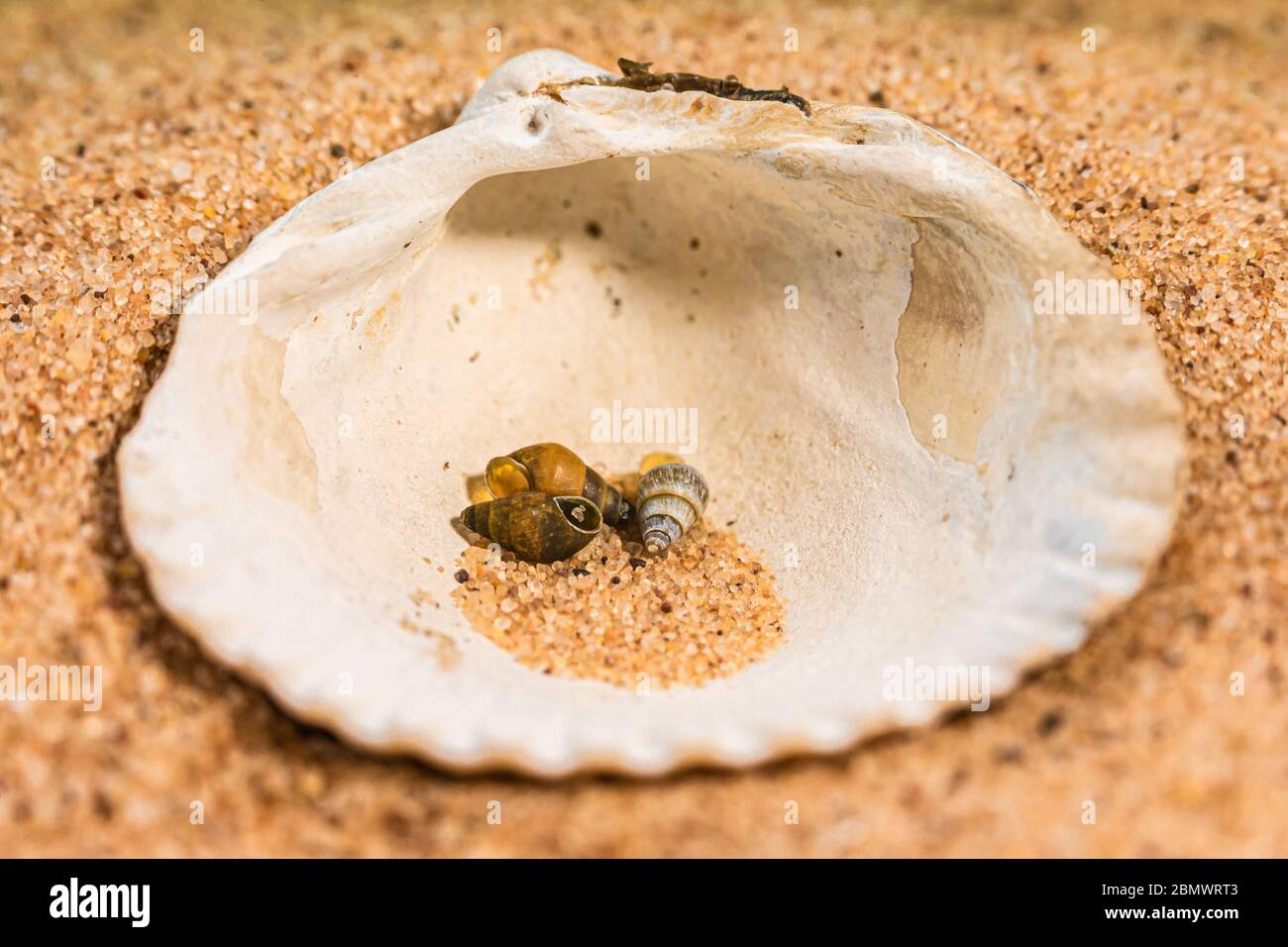 Three small seashells from European beaches contained within a large ...