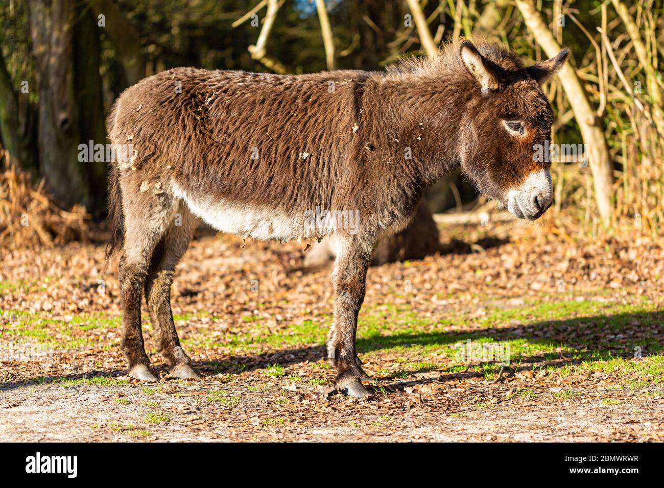 Wild New Forest donkey standing side-on on sunny day Stock Photo - Alamy