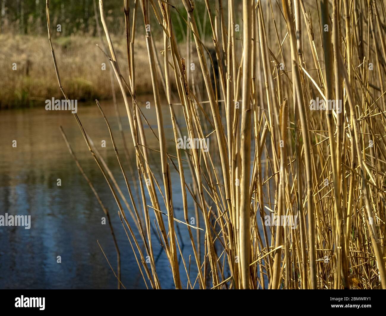 landscape with a small wild river bank, the first spring greenery, last ...
