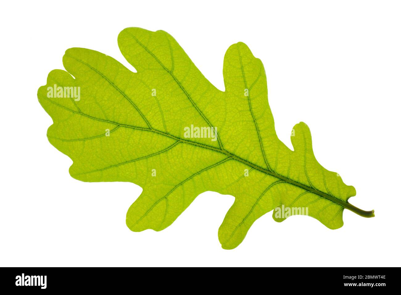 single leaf of oak tree isolated over white background Stock Photo - Alamy