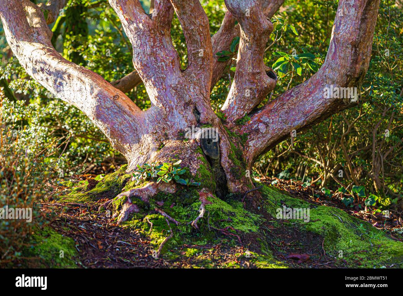 Colour photograph of the lower trunk of a Strawberry tree (Arbutus ...