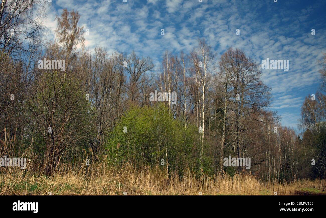 spring landscape with trees that have shown the first leaves Stock ...