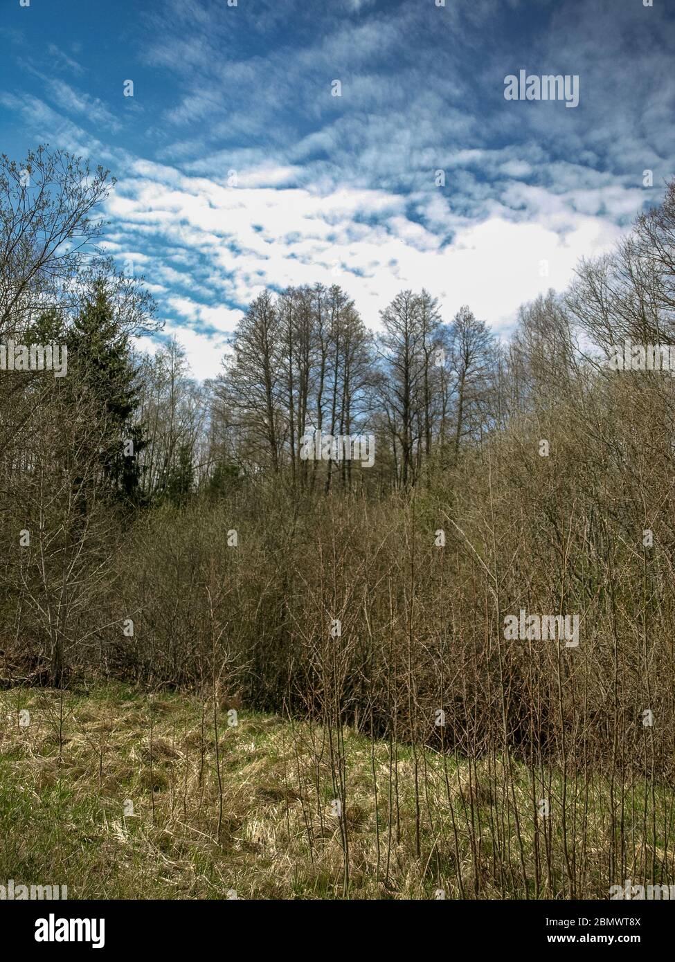 spring landscape with trees that have shown the first leaves Stock ...