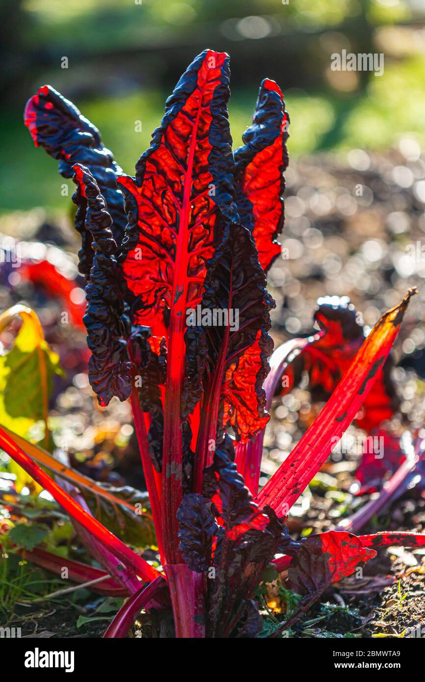Swiss chard leaf red veins hi-res stock photography and images - Alamy