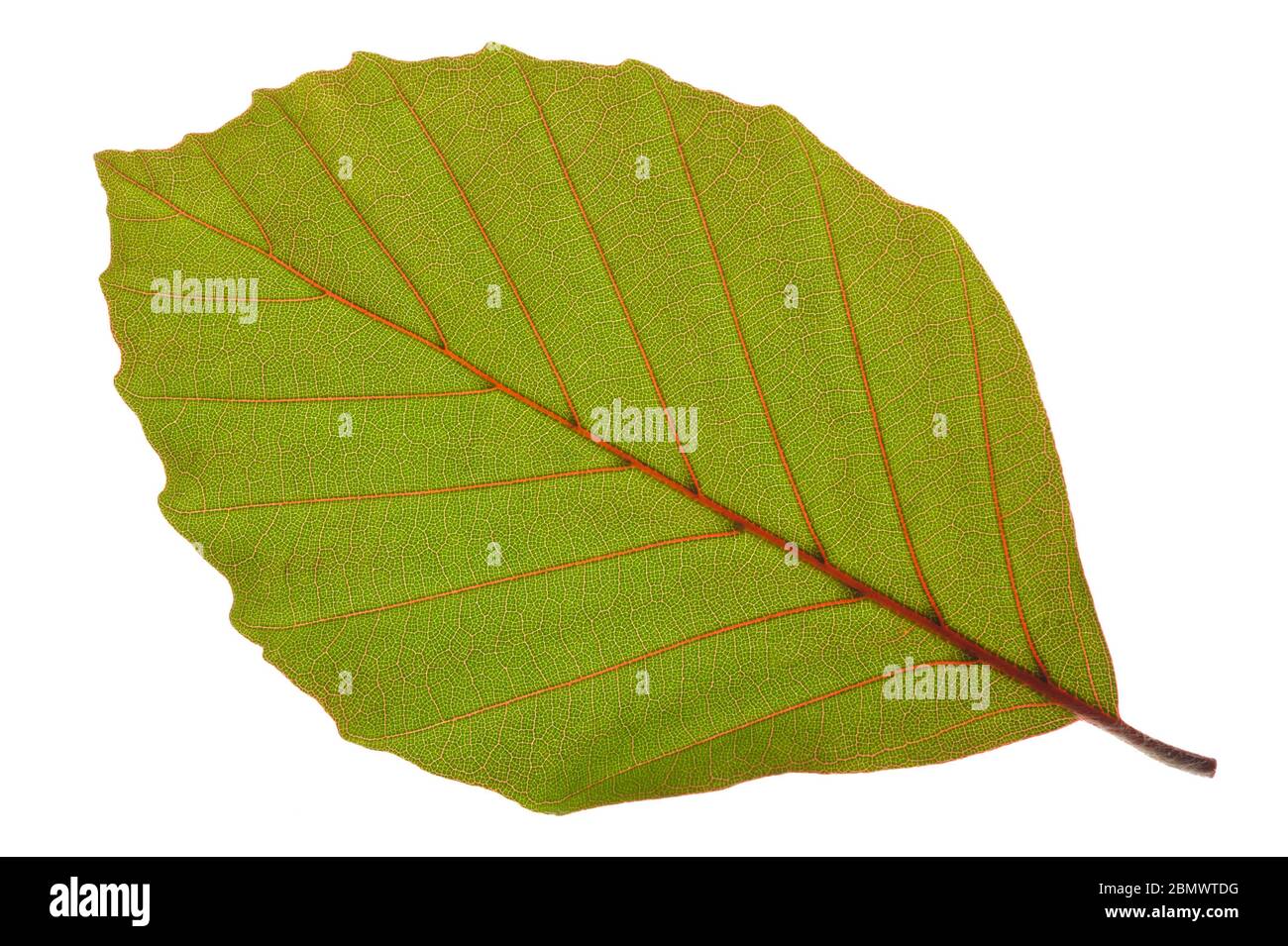 leaf of beech tree isolated Stock Photo - Alamy