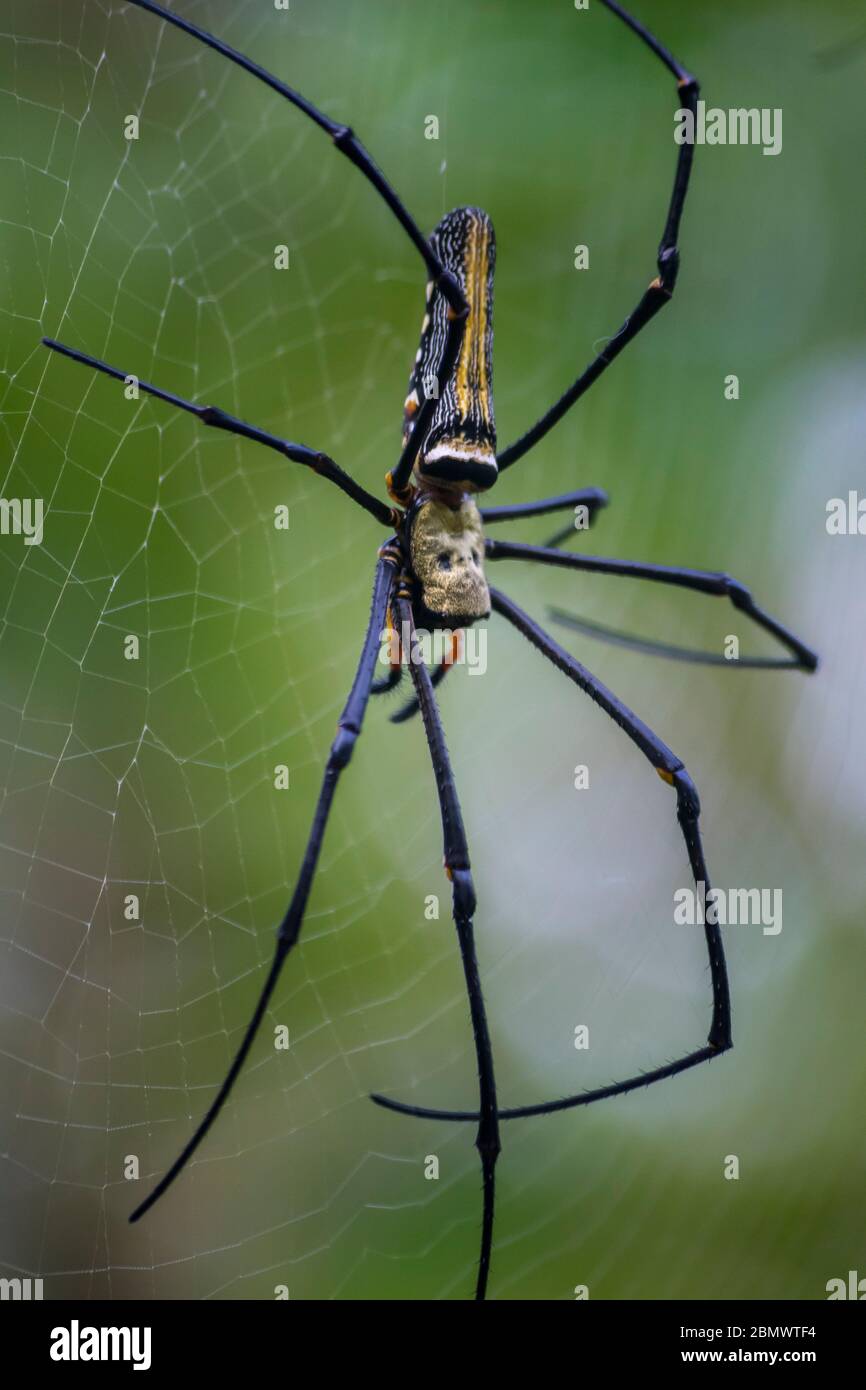 Spider, large orb web from Thailand Stock Photo - Alamy