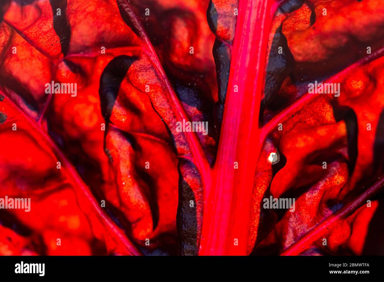 Vibrant patch of red hi-res stock photography and images - Alamy