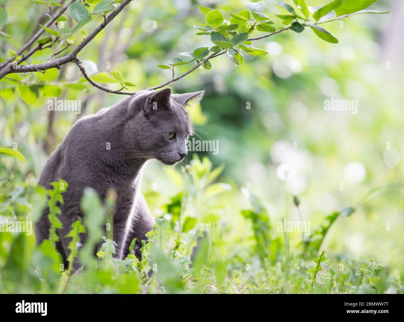 Russian nature nature hi-res stock photography and images - Alamy