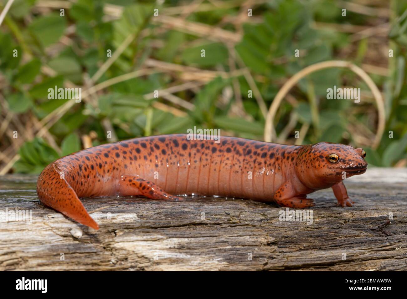 Northern red salamander - Pseudotriton ruber Stock Photo - Alamy