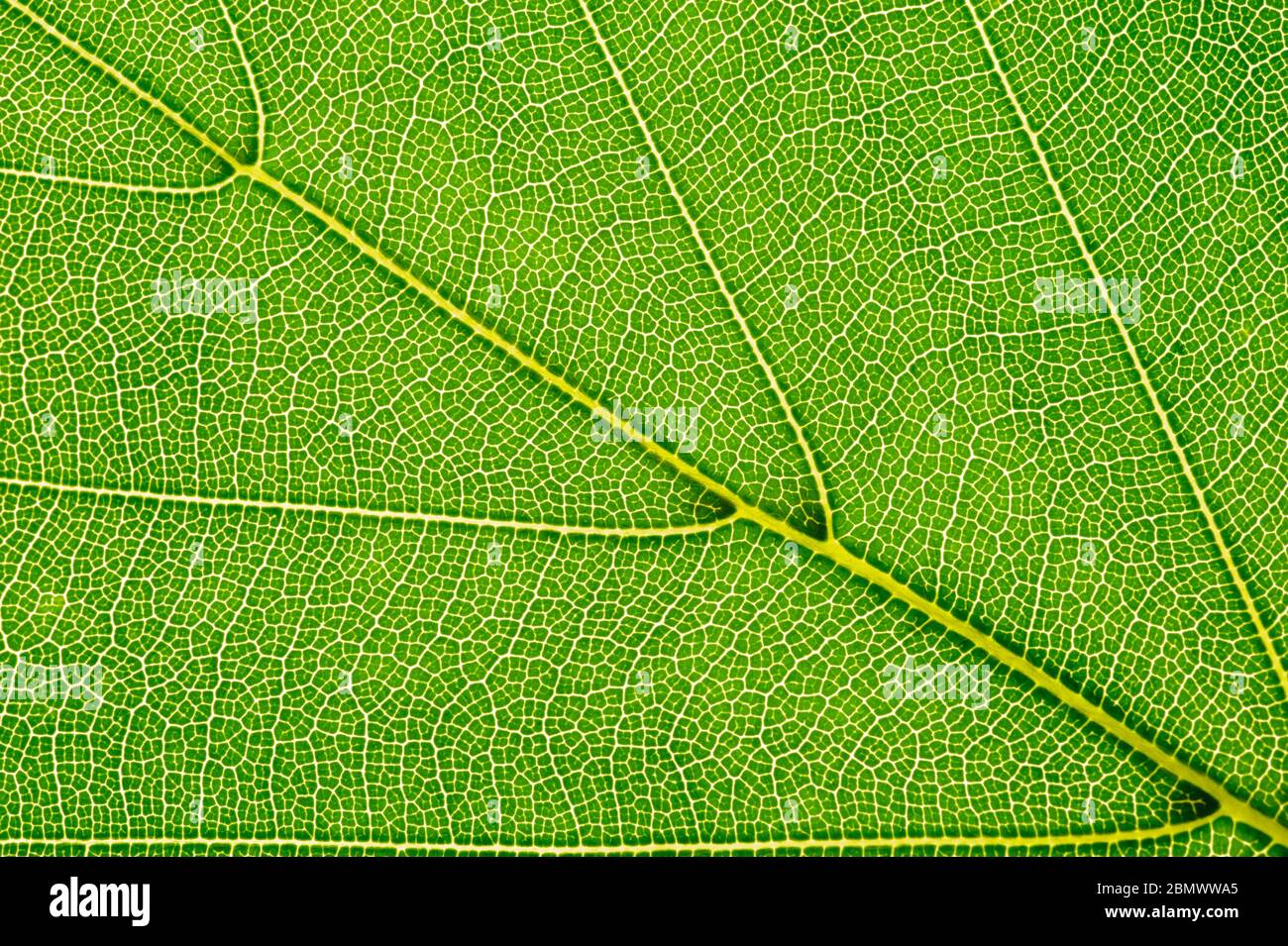 leaf of beech tree isolated Stock Photo - Alamy