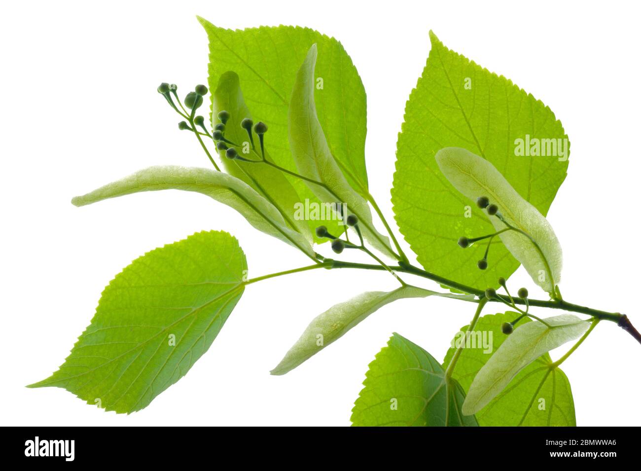 leaf of linden tree isolated Stock Photo - Alamy