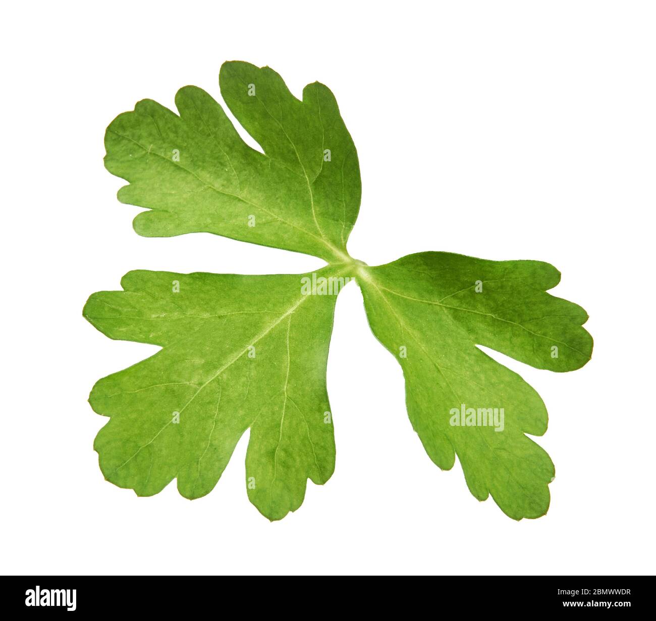 Parsley leaf isolated on white background Stock Photo - Alamy