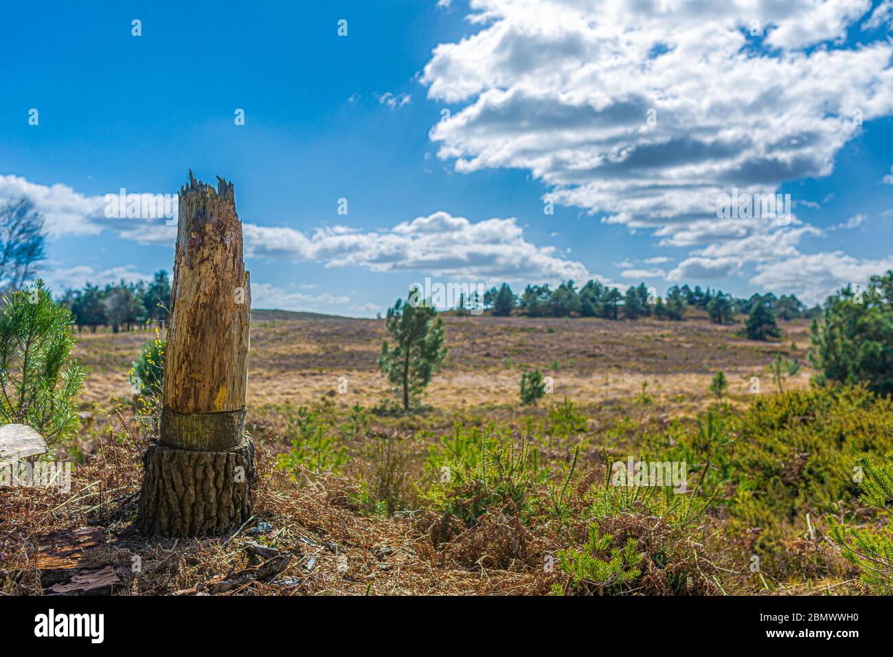 Canford heath nature reserve hi-res stock photography and images - Alamy