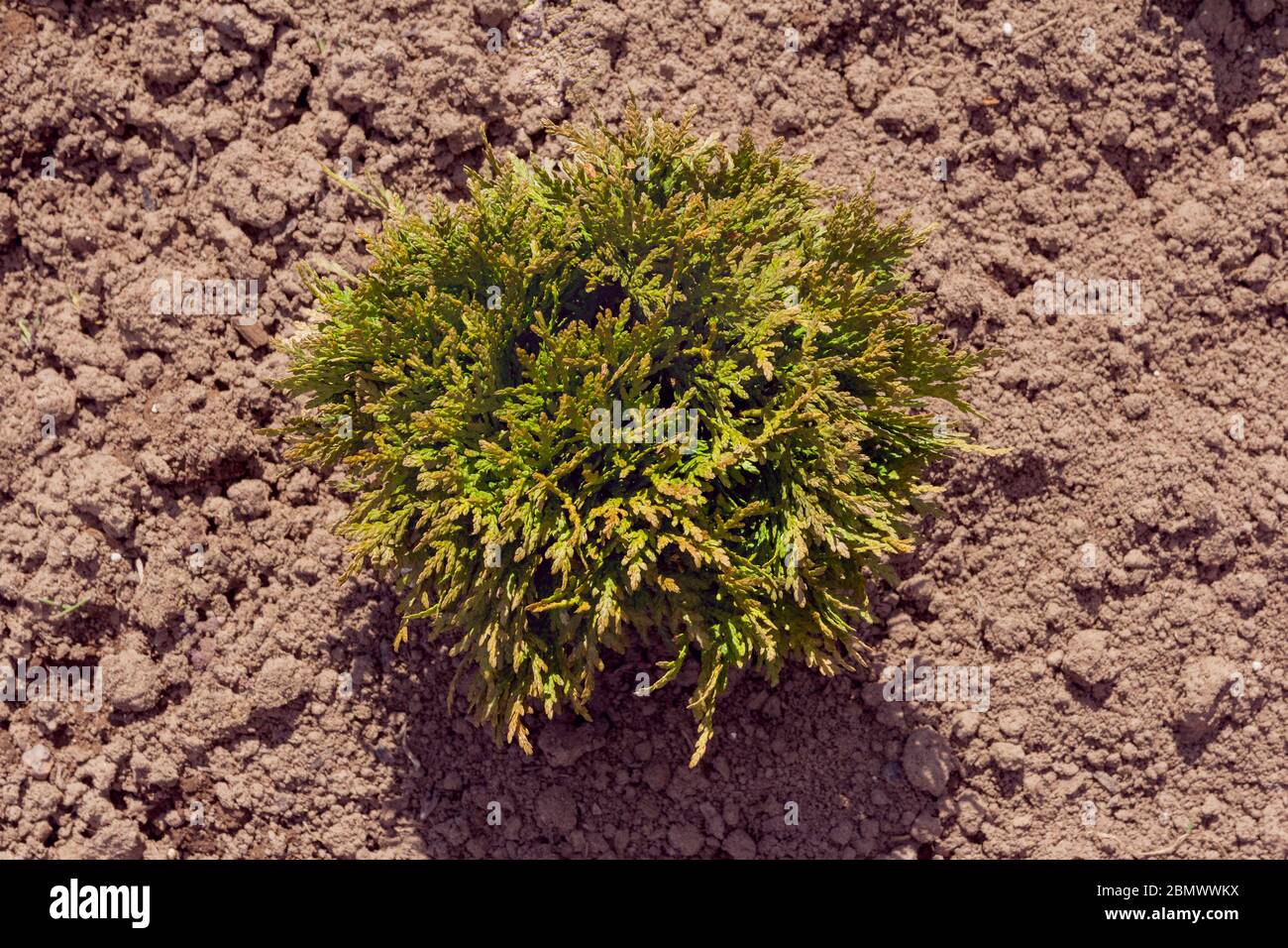 The first spring flower plant sprouts from the earth. Young shoots of ...