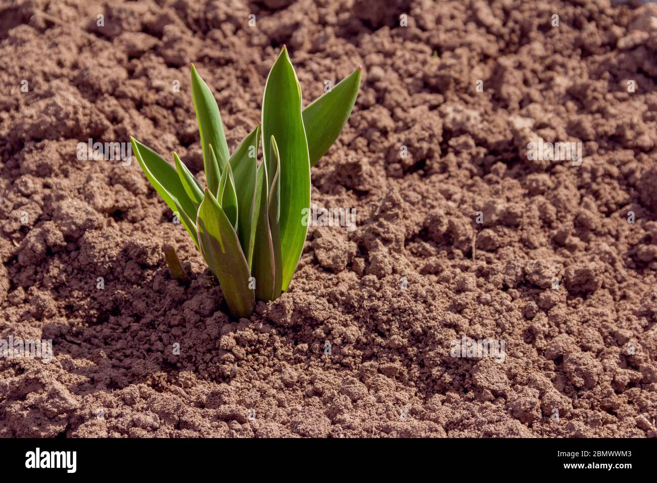 The first spring flower plant sprouts from the earth. Young shoots of ...