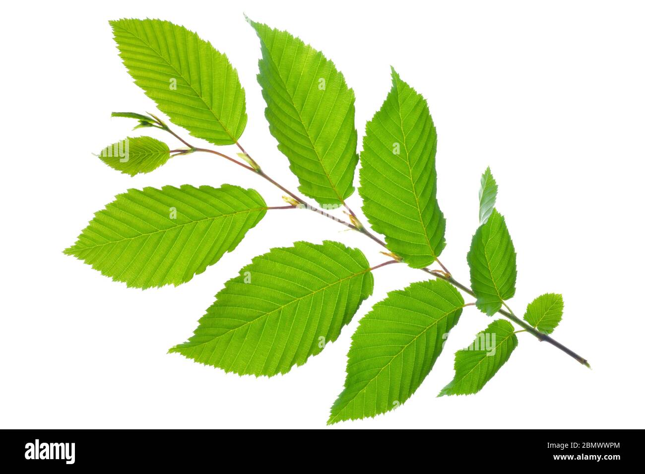 Hornbeam leaf hi-res stock photography and images - Alamy