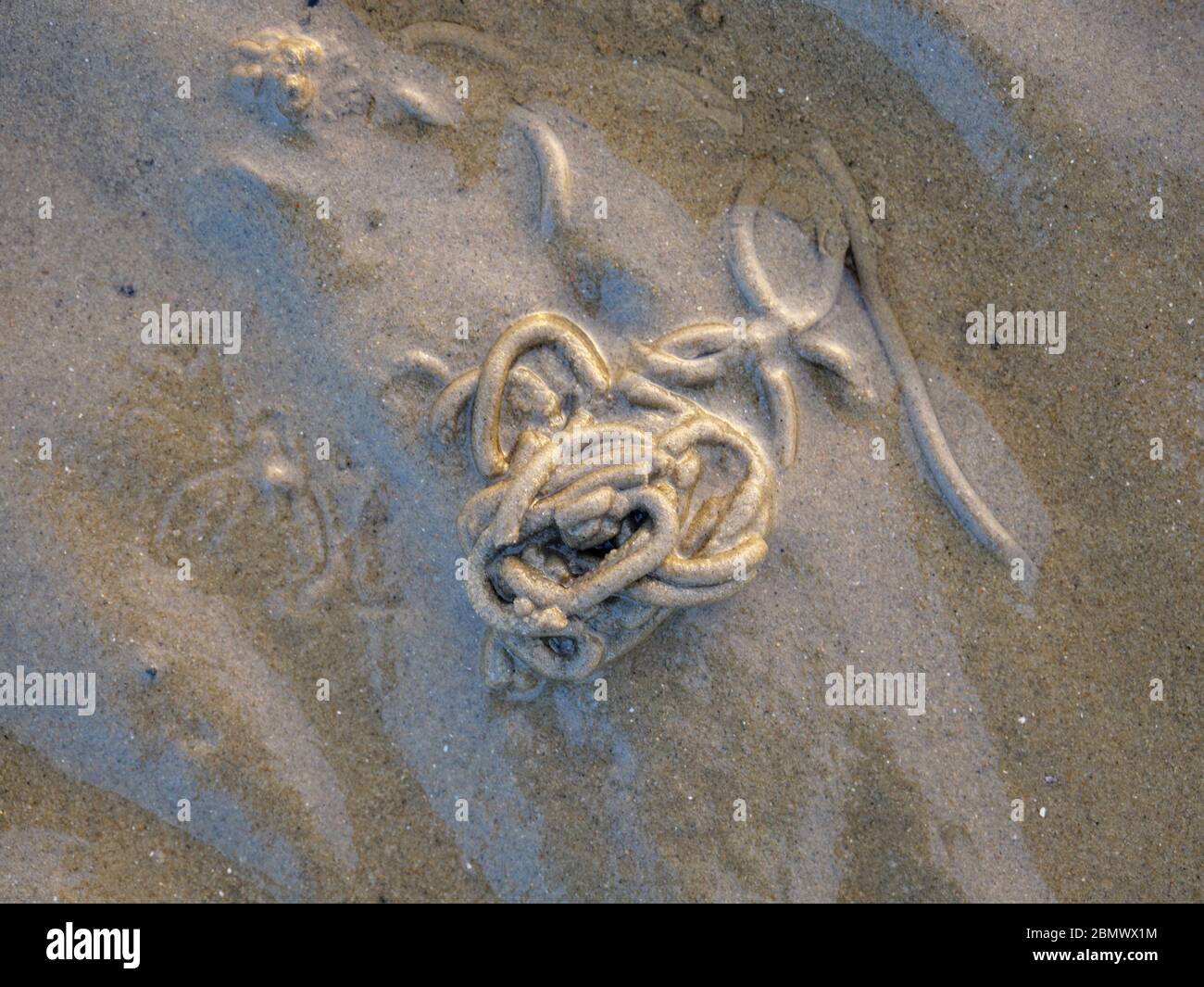 Wattwurm hi-res stock photography and images - Alamy