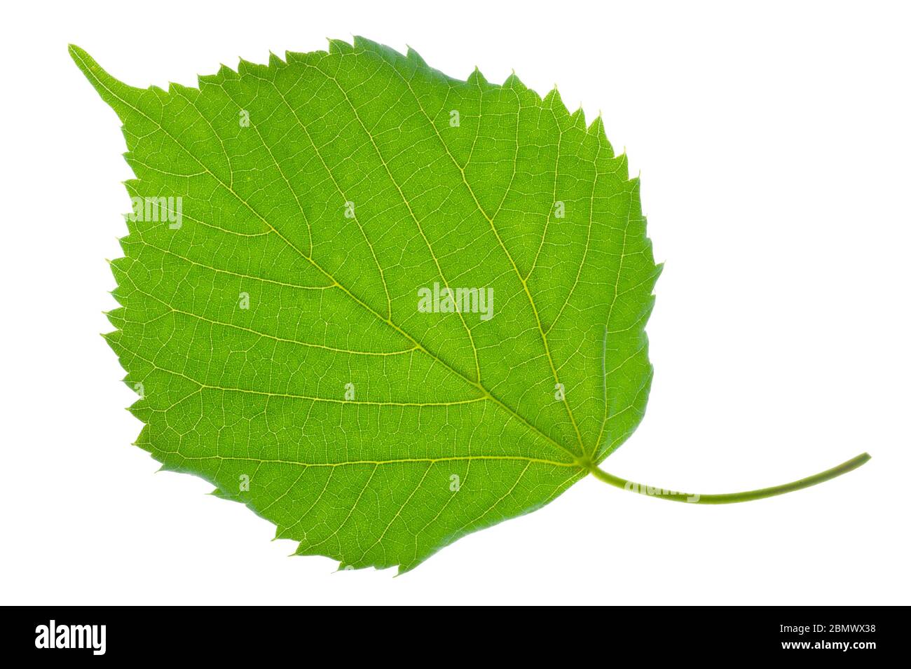single leaf of lime tree isolated over white background Stock Photo - Alamy