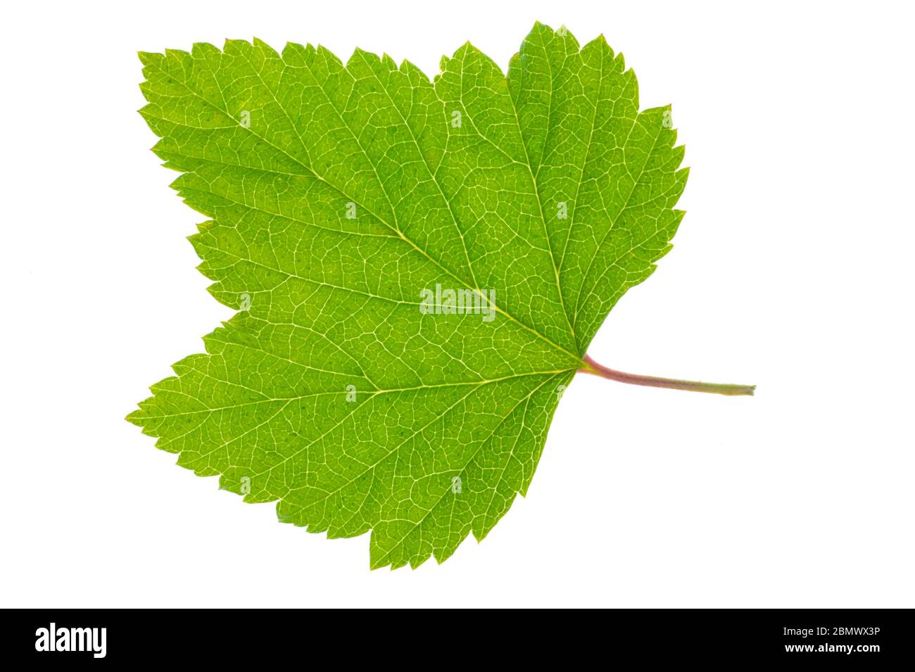 single leaf of currant bush isolated over white background Stock Photo ...