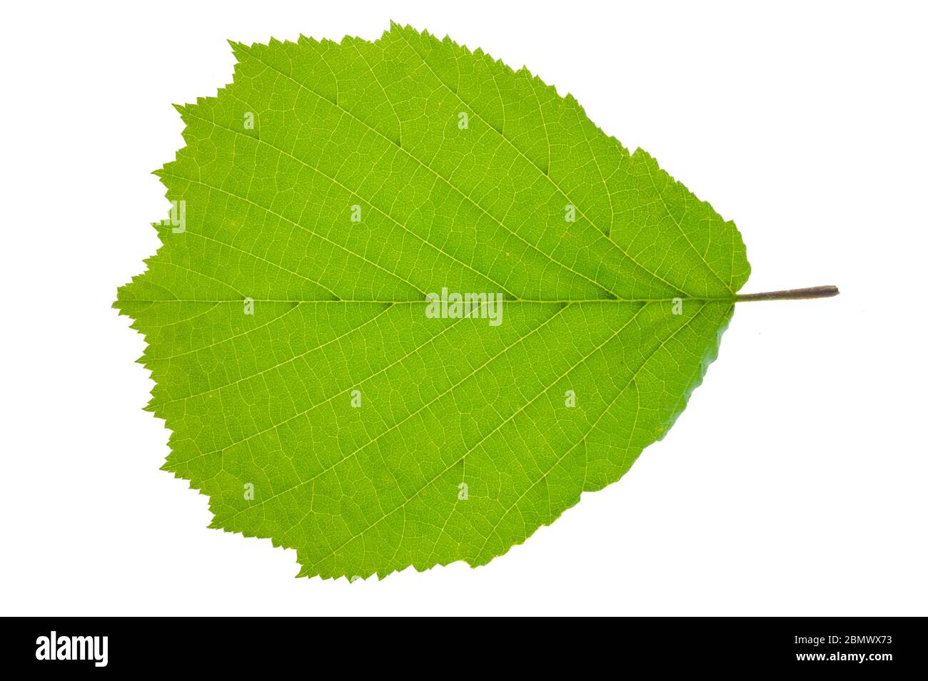 single leaf of hazelnut tree isolated over white background Stock Photo ...