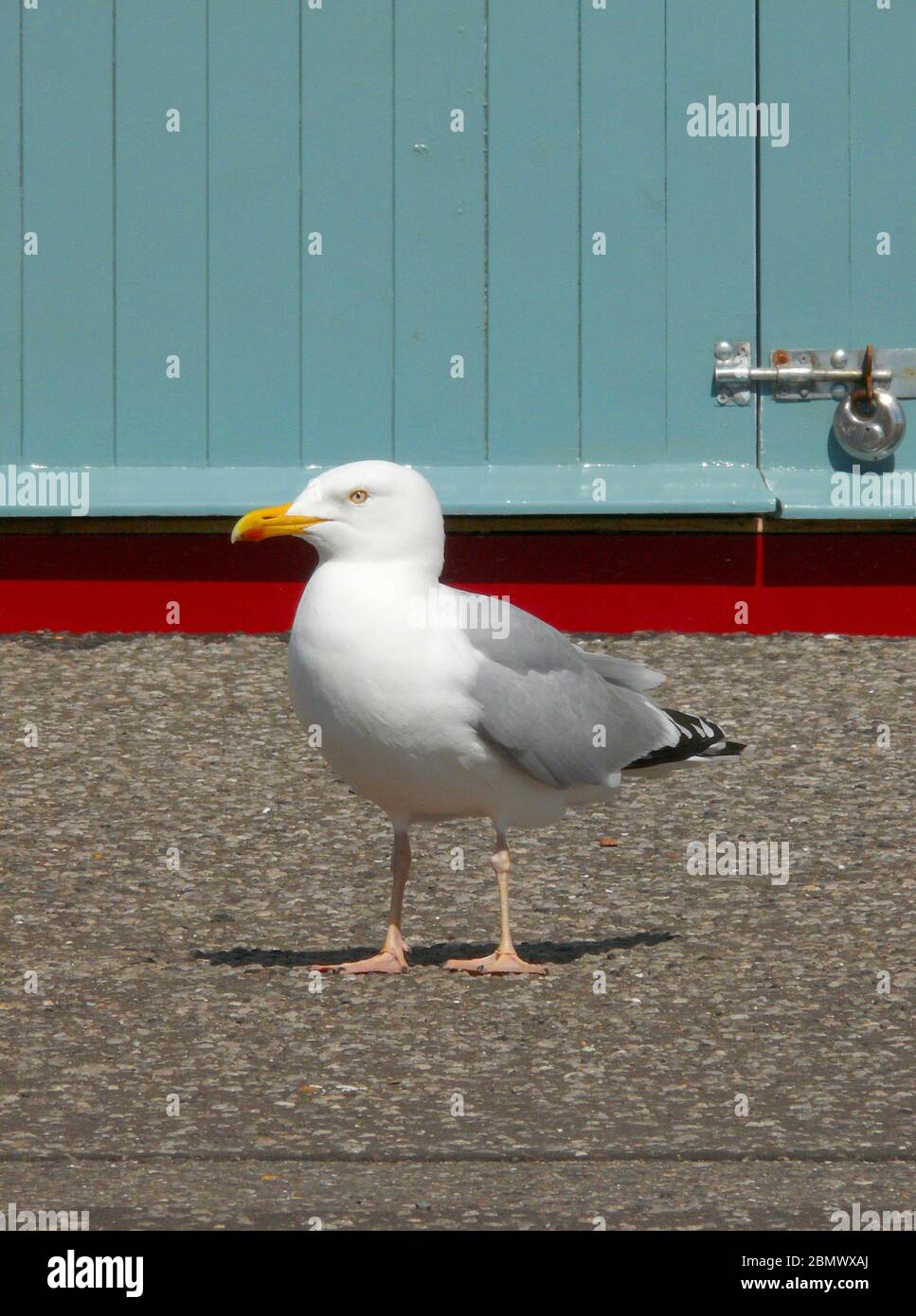 The West Sussex Brighton town seafront bathed in sunshine and colour ...