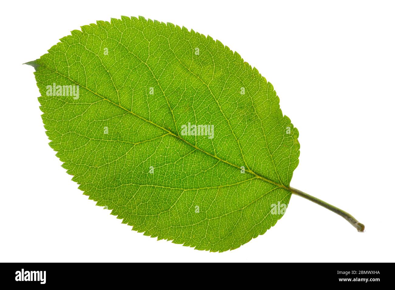 single leaf of apple tree isolated over white background Stock Photo ...