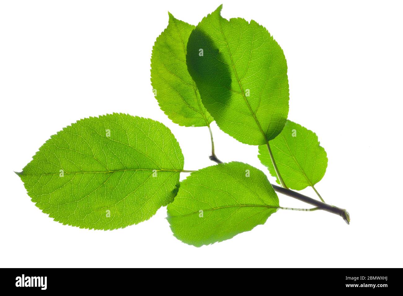single twig with leaves of apple tree isolated over white background ...