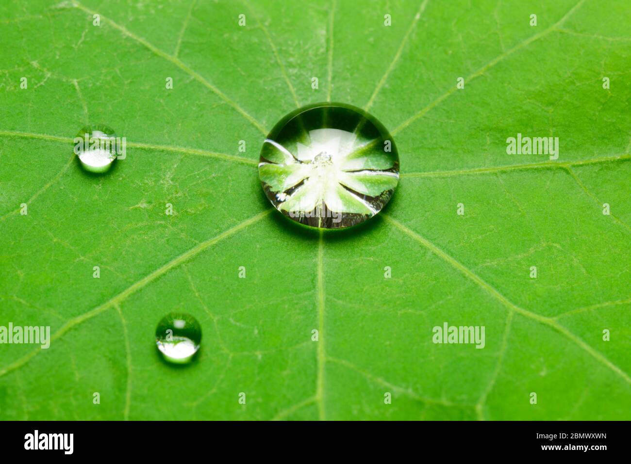 lotus effect with pearling water drops on surface Stock Photo - Alamy
