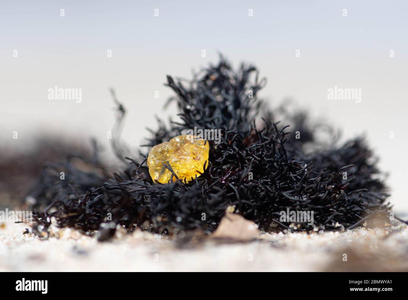 Amber grass hi-res stock photography and images - Alamy