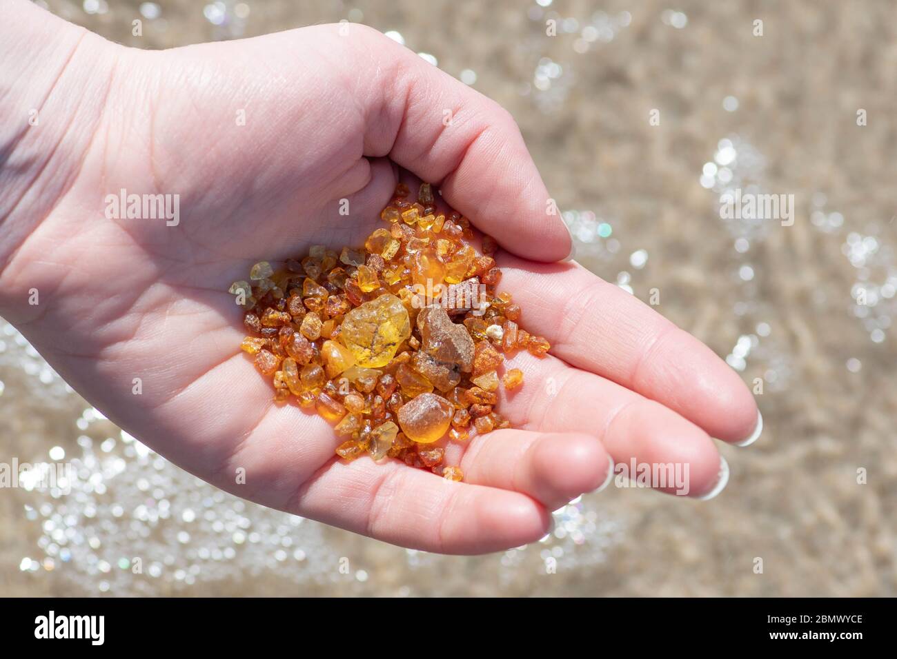 Gold algae in hi-res stock photography and images - Alamy