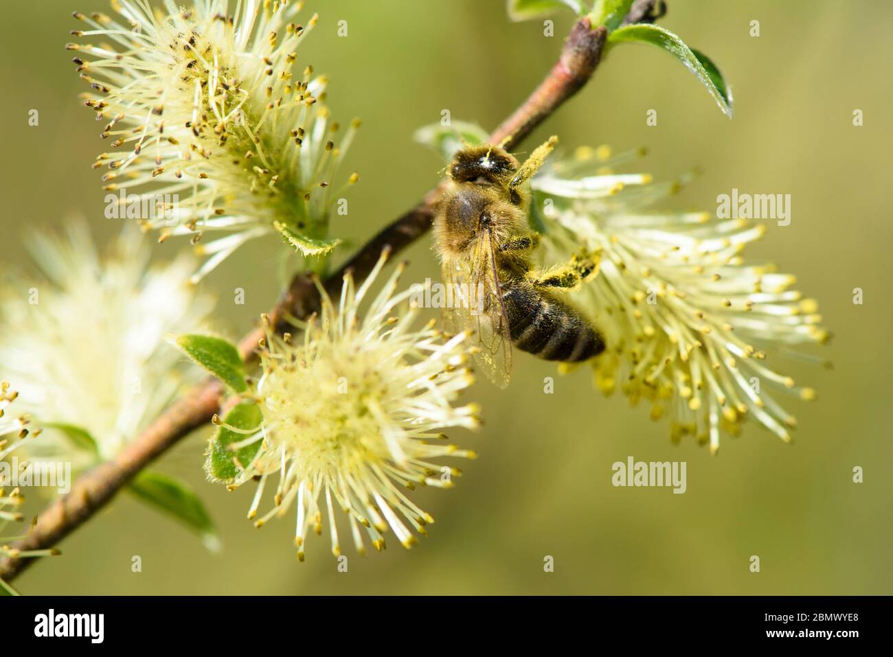 Willow tree frame hi-res stock photography and images - Alamy
