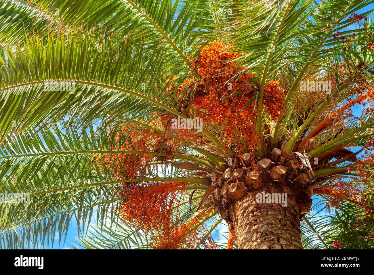 Areca Nut and Palm Tree Branches Stock Photo - Alamy