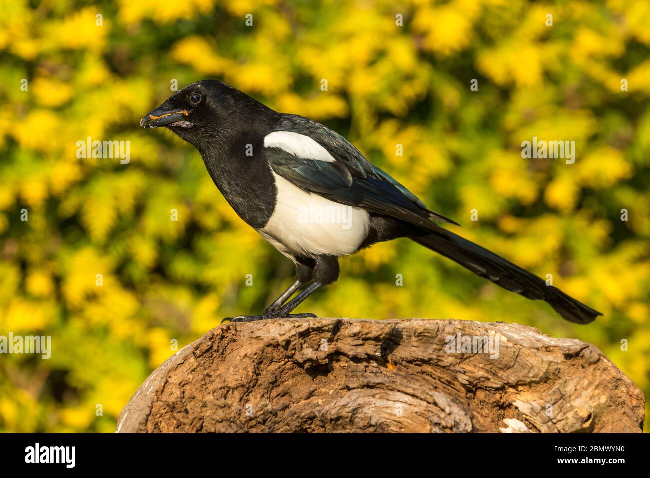 Crow with white plumage hi-res stock photography and images - Alamy