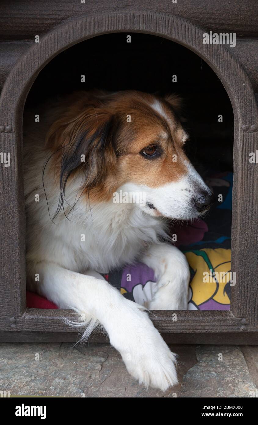 Greek shepherd hi-res stock photography and images - Alamy