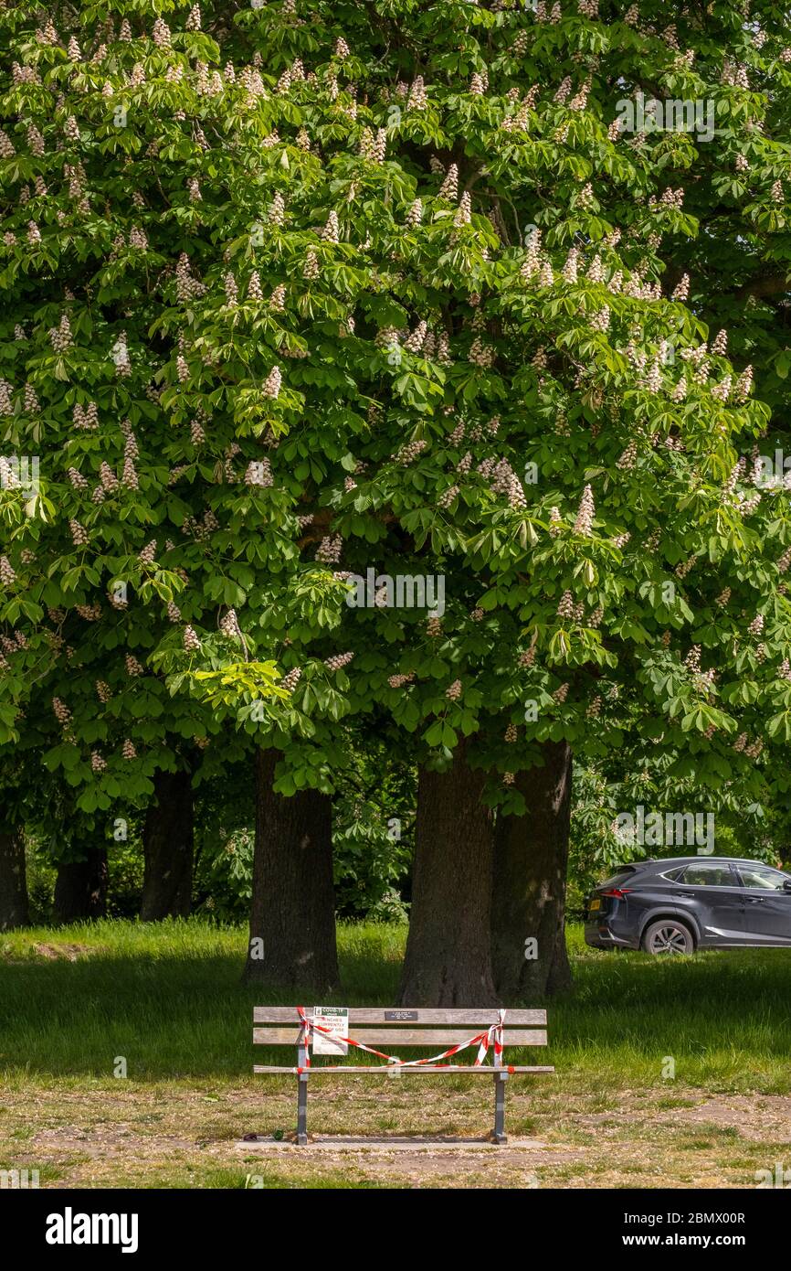 Spreading chestnut tree hi-res stock photography and images - Alamy