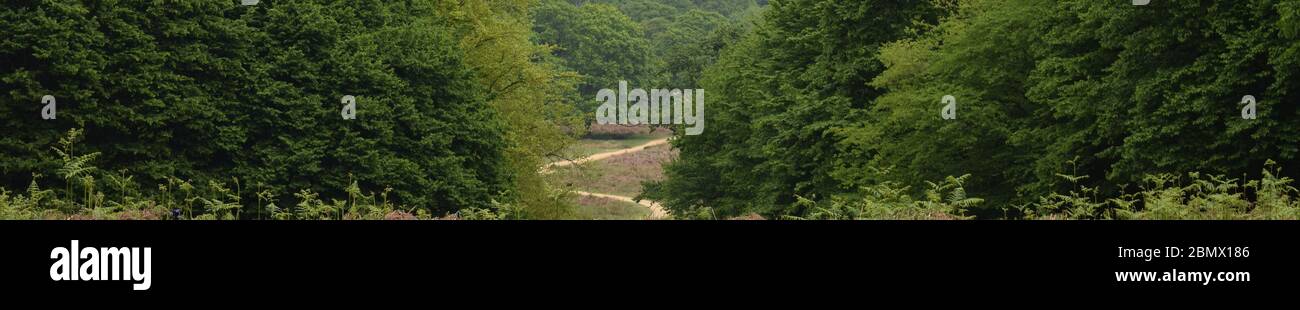 Mysterious Winding Path Between Trees Stock Photo - Alamy