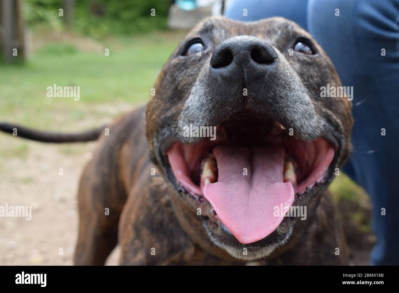 Staffie smiling hi-res stock photography and images - Alamy
