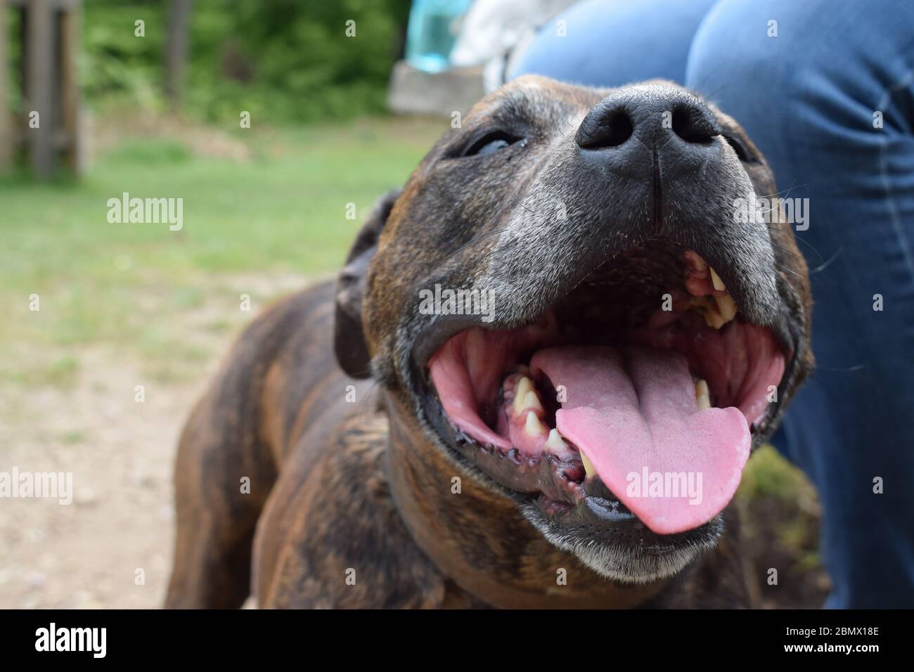 Smiling staffy hi-res stock photography and images - Alamy