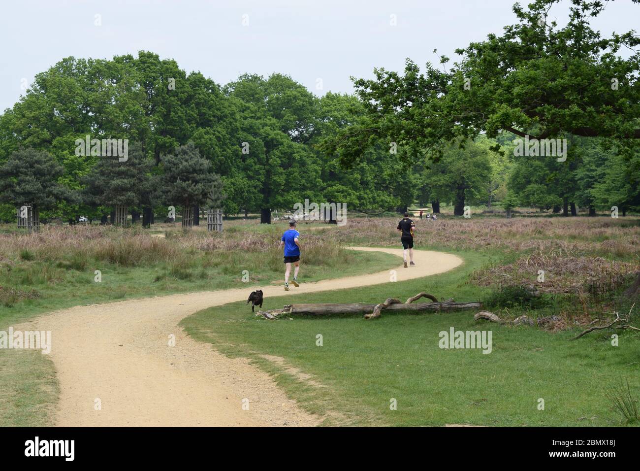 Run after a dog hi-res stock photography and images - Alamy
