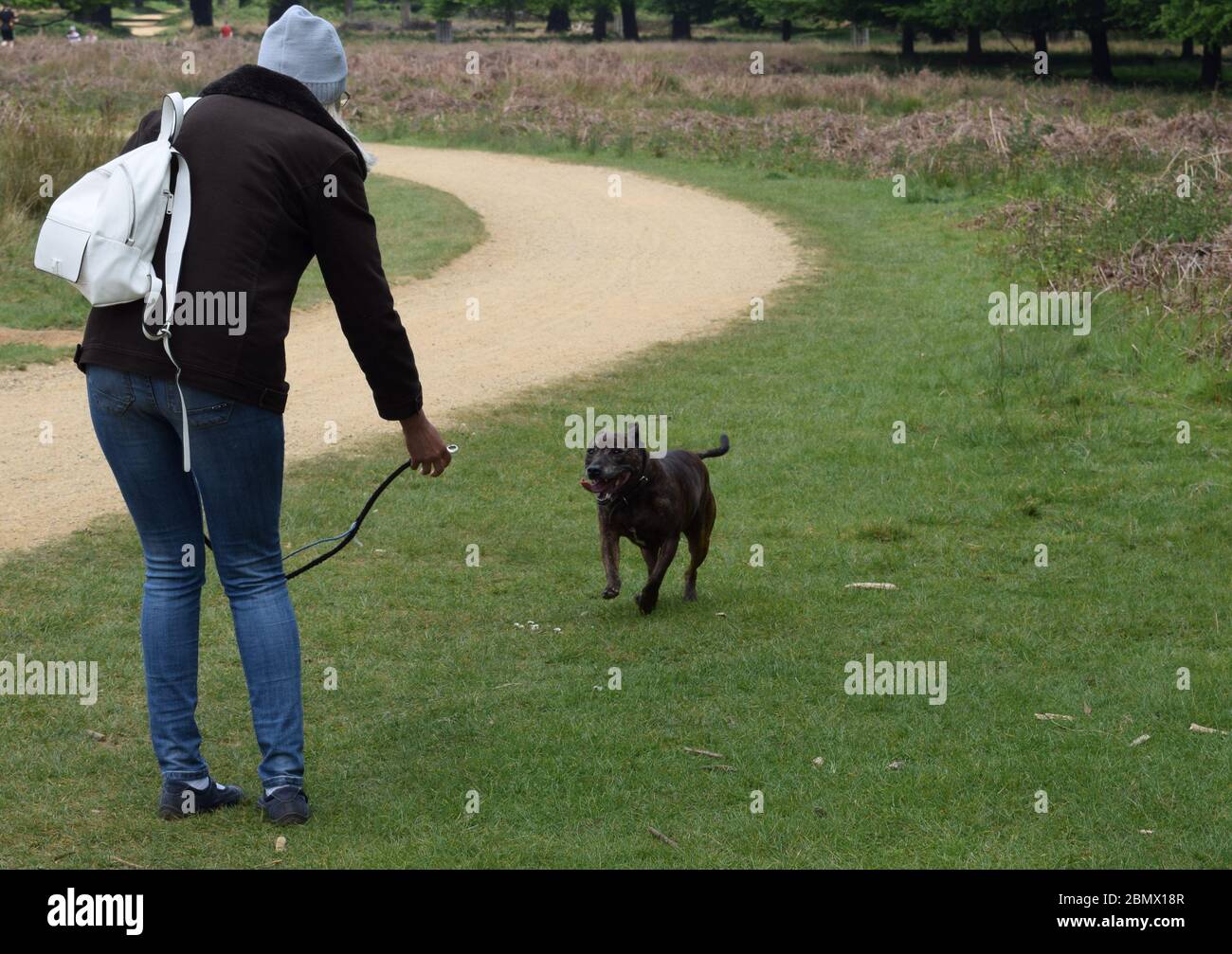 Dog running towards owner hi-res stock photography and images - Alamy