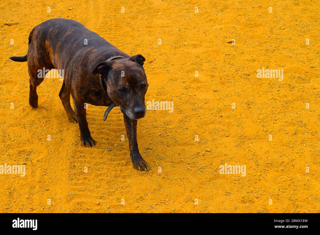 Staffordshire Bull Terrier Walking on Bright Yellow Dirt Road Stock ...